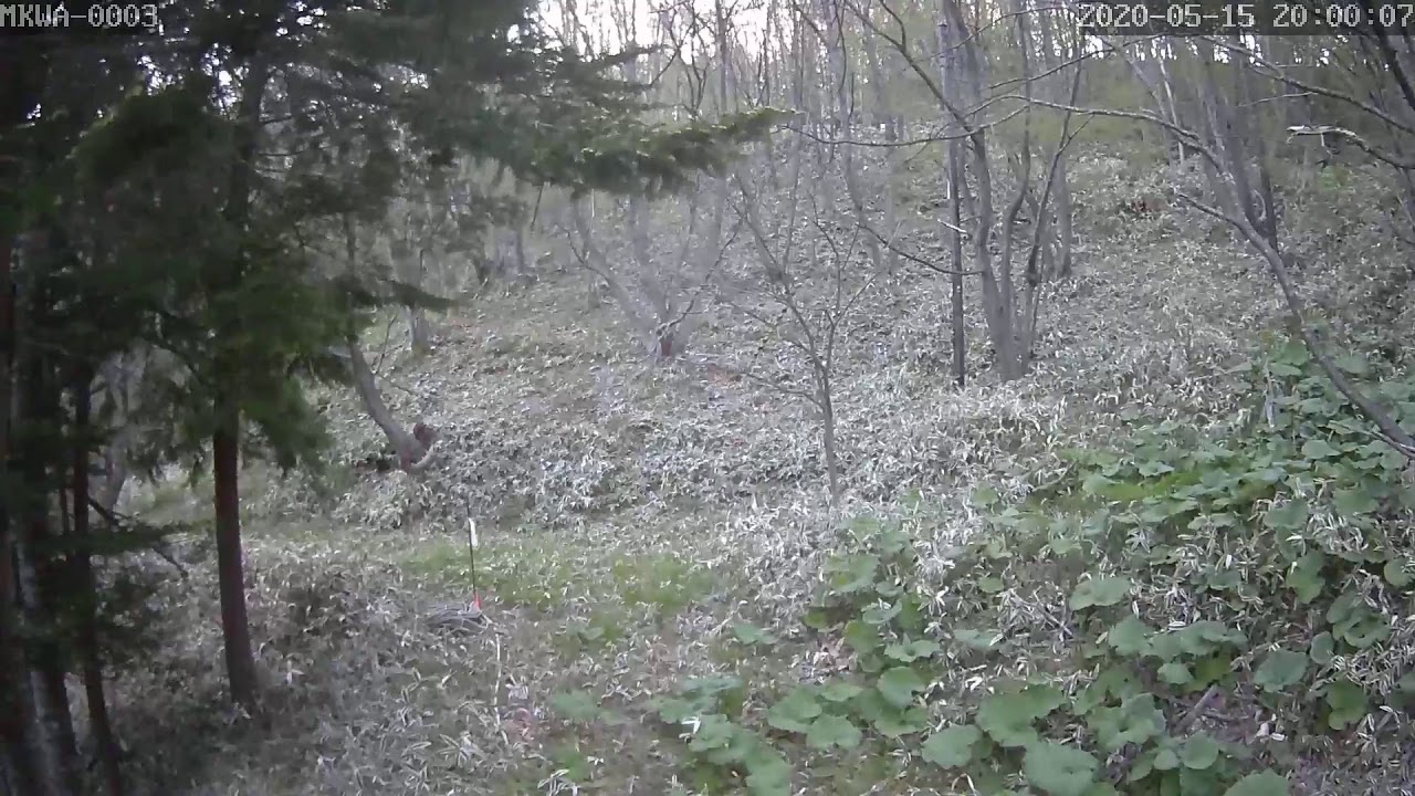 MKWA-0003 のライブ ストリーム - YouTube
