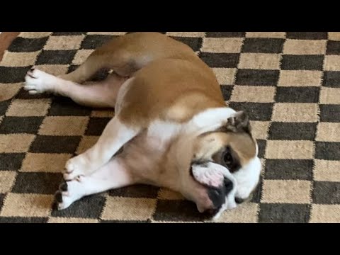 This dog is Cra-Cra - YouTube