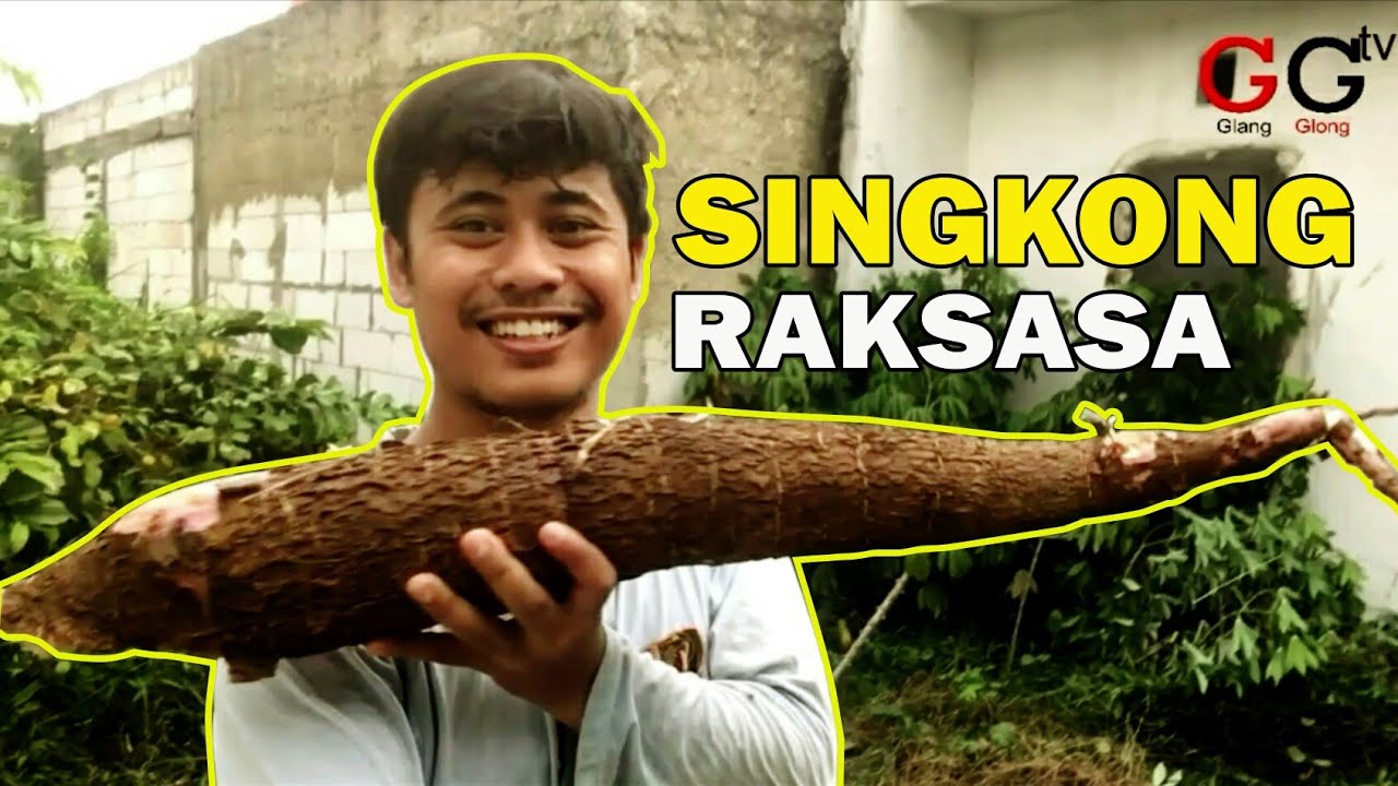 Rumah Lima Bulan Kosong Ada Singkong Raksasa - YouTube