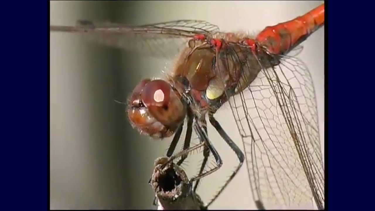 Insecten libelle's vlinders in de schoonheid van het kleine leven - YouTube