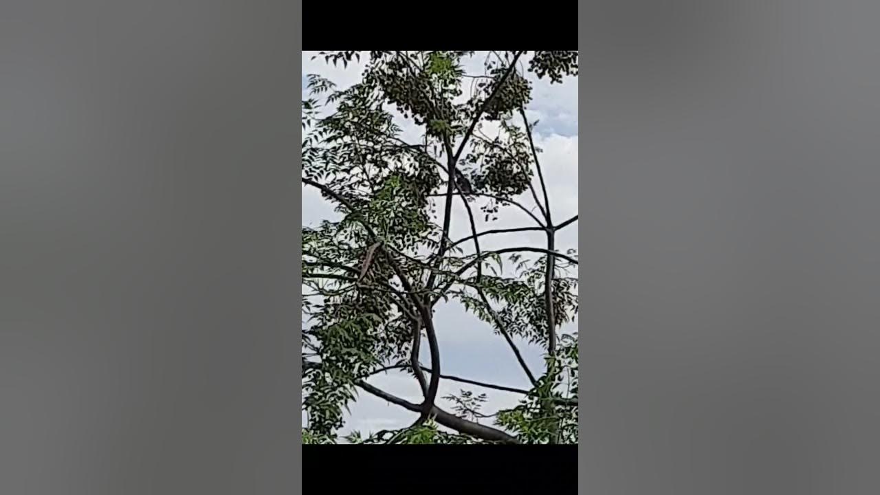 Chatak Pakshi Or Pied Cuckoo YouTube chatak-pakshi-or-pied-cuckoo-youtube