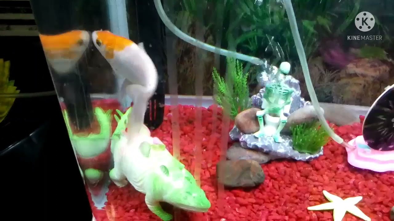¿Los peces hacen caca? Mi pez haciendo caca. - YouTube