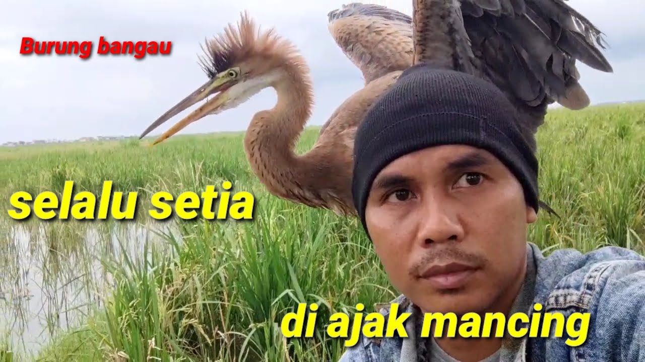 Cangak ulo//dua burung bangau ini selalu menemani tuanya mancing ...