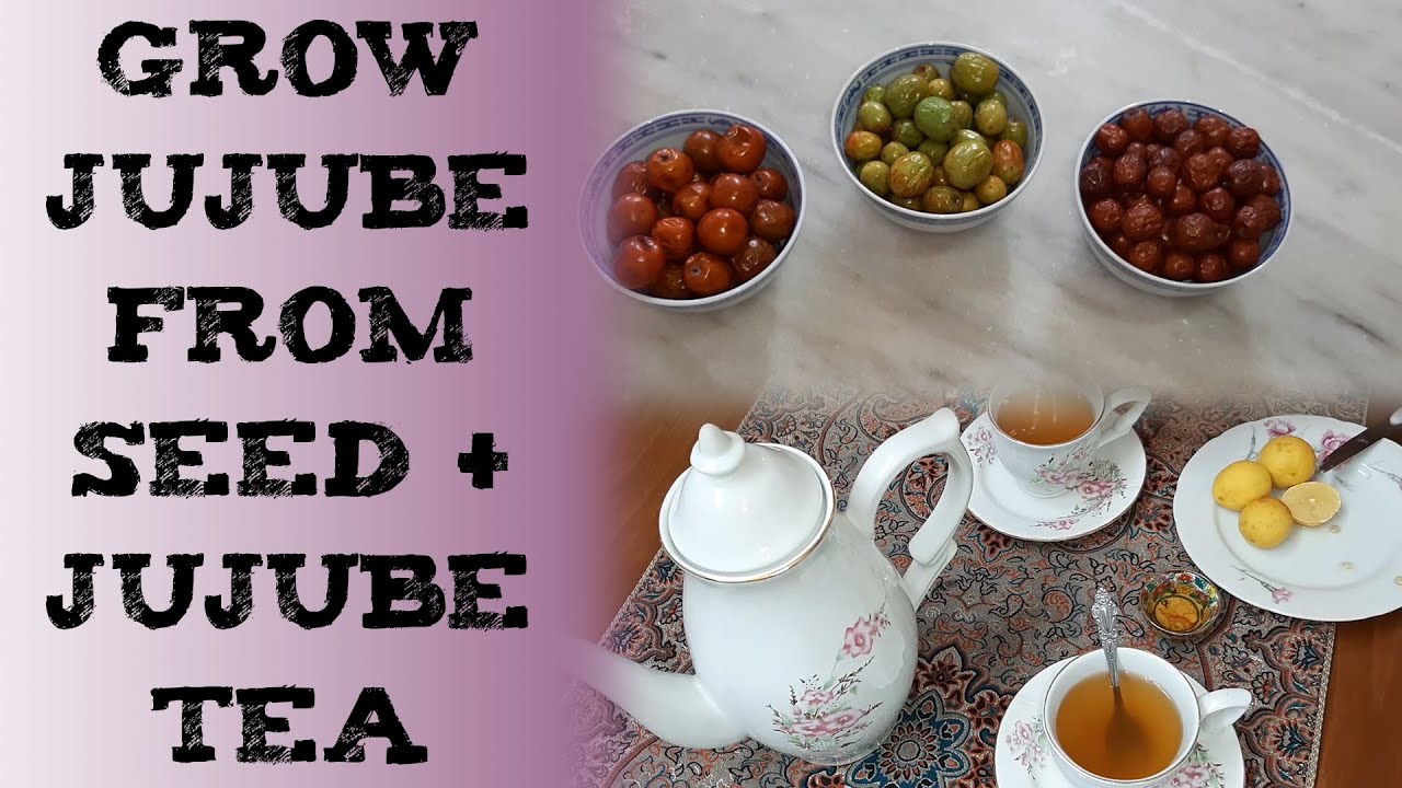 How to grow Jujube from Seed & jujube Tea 枣属种子 ज़िज़ीफस बेर Зизифус чай ...