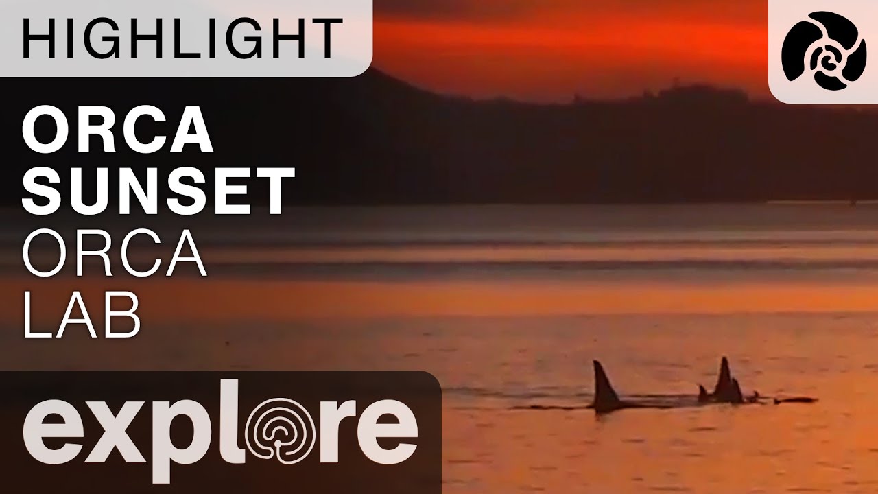 Orcas Swim Through Sunday Sunsets - Orca Lab - Live Cam Highlight - YouTube