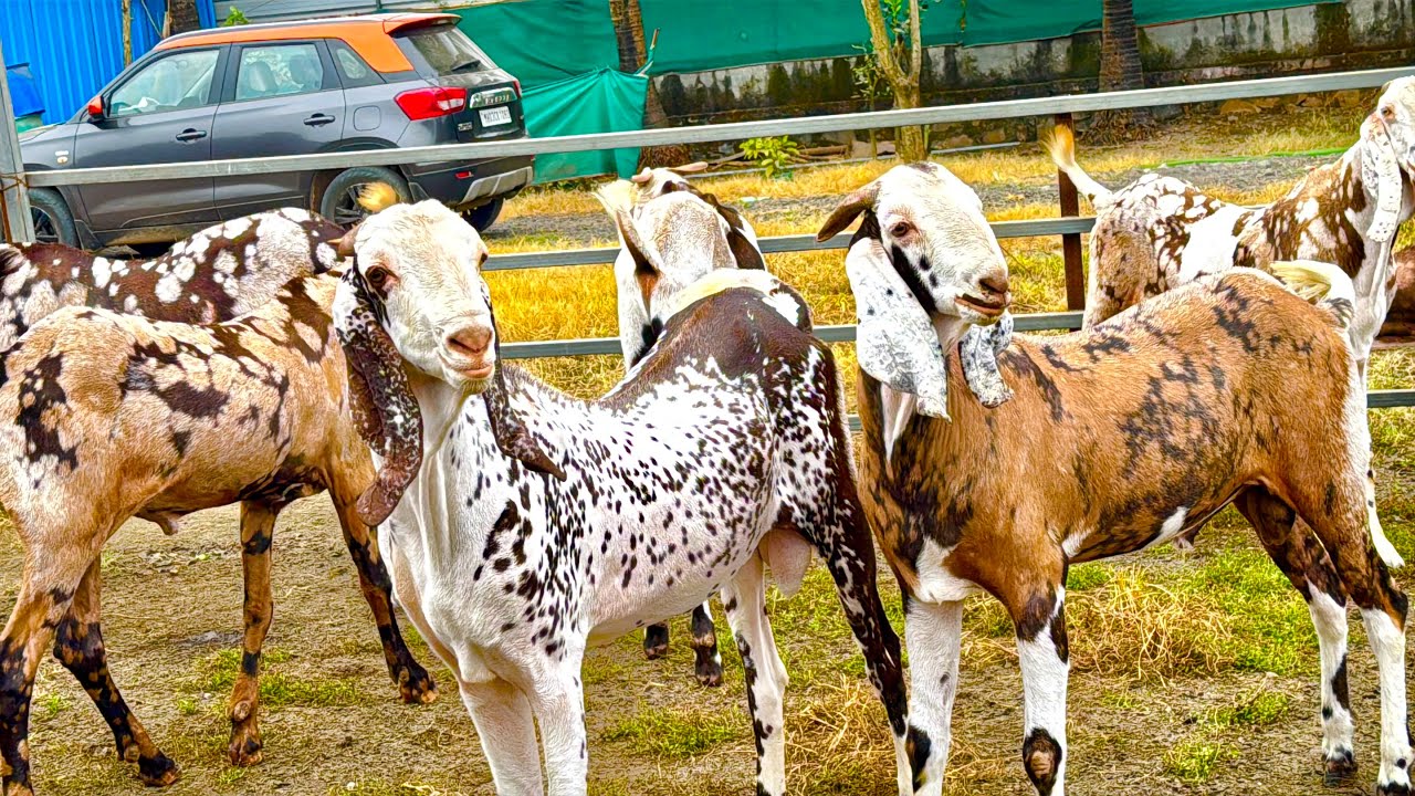 Big Gujri Khassi Goats at YAGF Yateen’s Agro & Goat Farm Mahapoli - YouTube