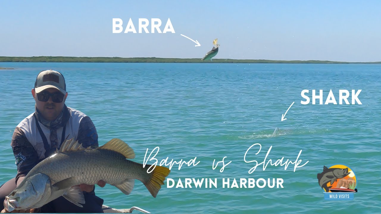 BARRA VS SHARK | Barramundi Fishing Darwin Harbour Northern Territory ...