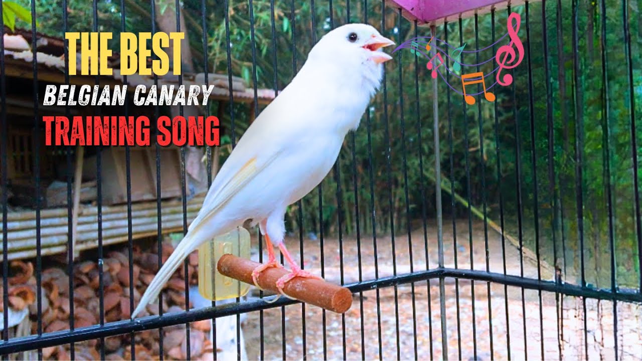 Spanish Timbrado Canary with Beautiful Sounds -Powerful Canary 's Song ...