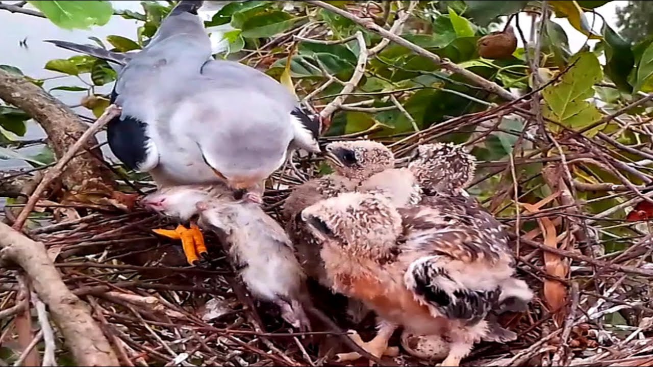 Black-winged kite birds try to bite and pull mice to tear them apart ...