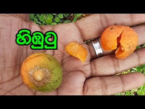 ගලේ පැලවුණු හිඹුටු වැල. #Himbutu - YouTube