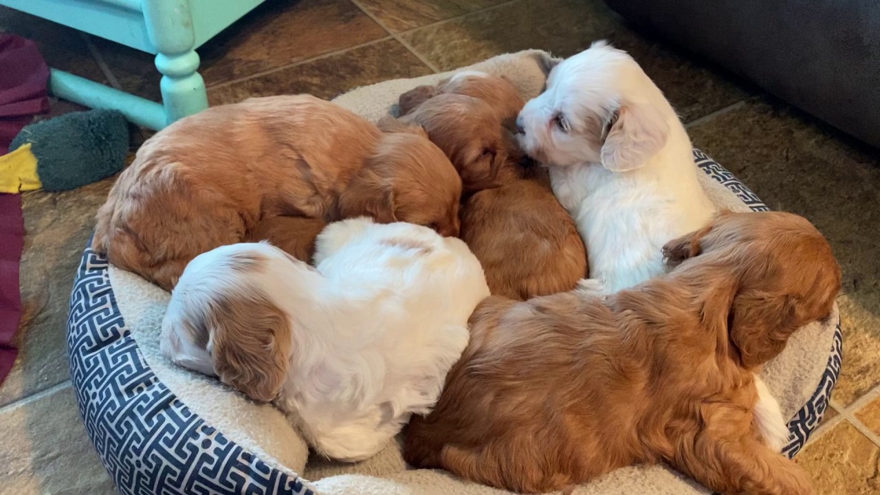 Emily’s F1 cavapoo pups update - YouTube