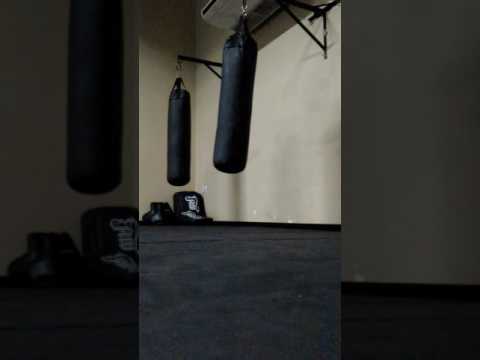 Dingo - Treino de boxe