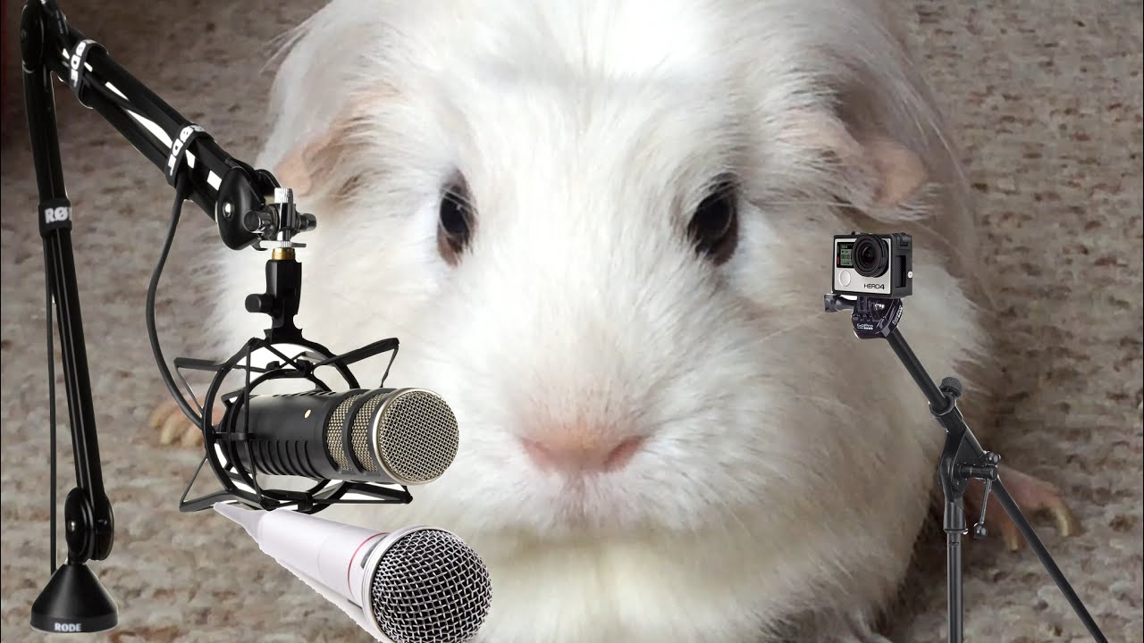 Interviewing Cuddle Muffin - YouTube
