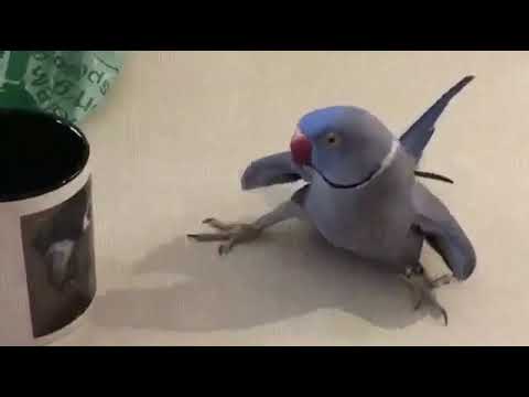 OMG IM DEADD 😂🤣🤪 #parrot #bird #karate #moves #love #funny #comedy # ...