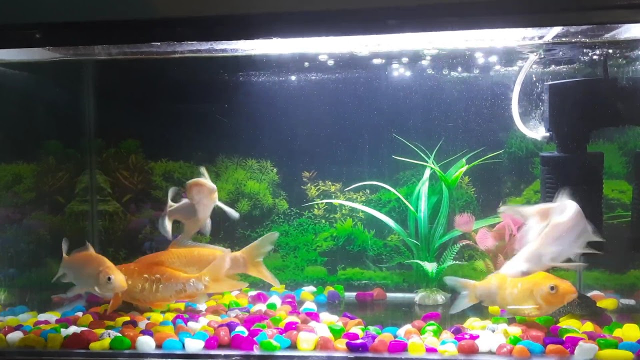 My 2feet fish tank with koi carp and albino tiger shark - YouTube