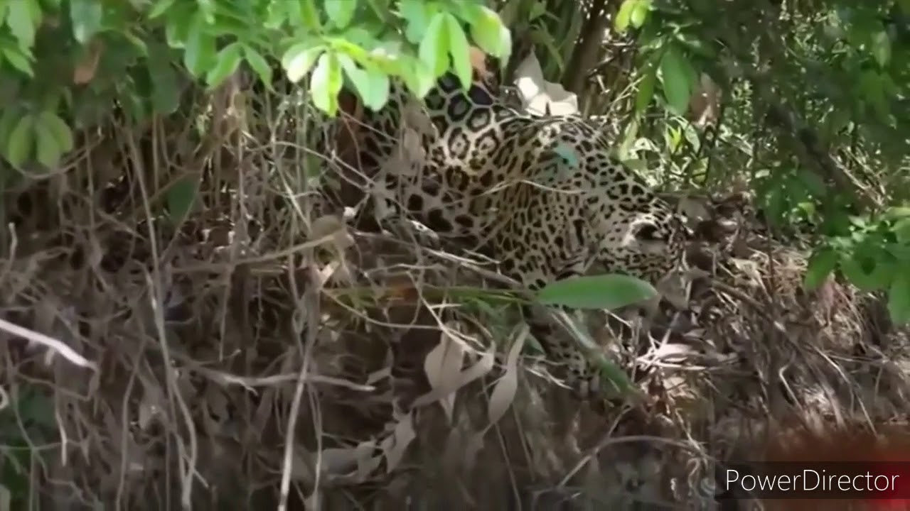 SHABEEL CUNAAYO YAXAAS WAA BARNAAMIJ XIISO LEH HA MOOGAAN - YouTube