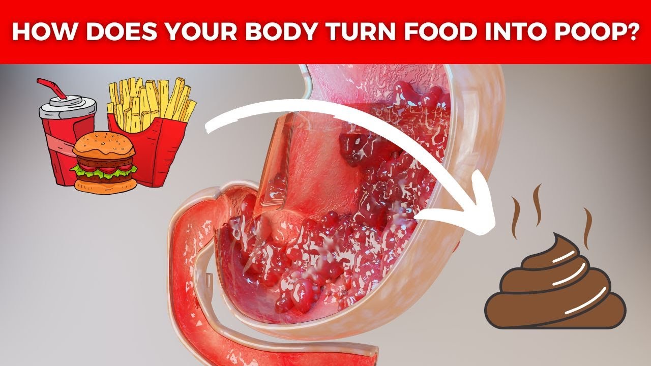 How does your body turn food into poop? - YouTube
