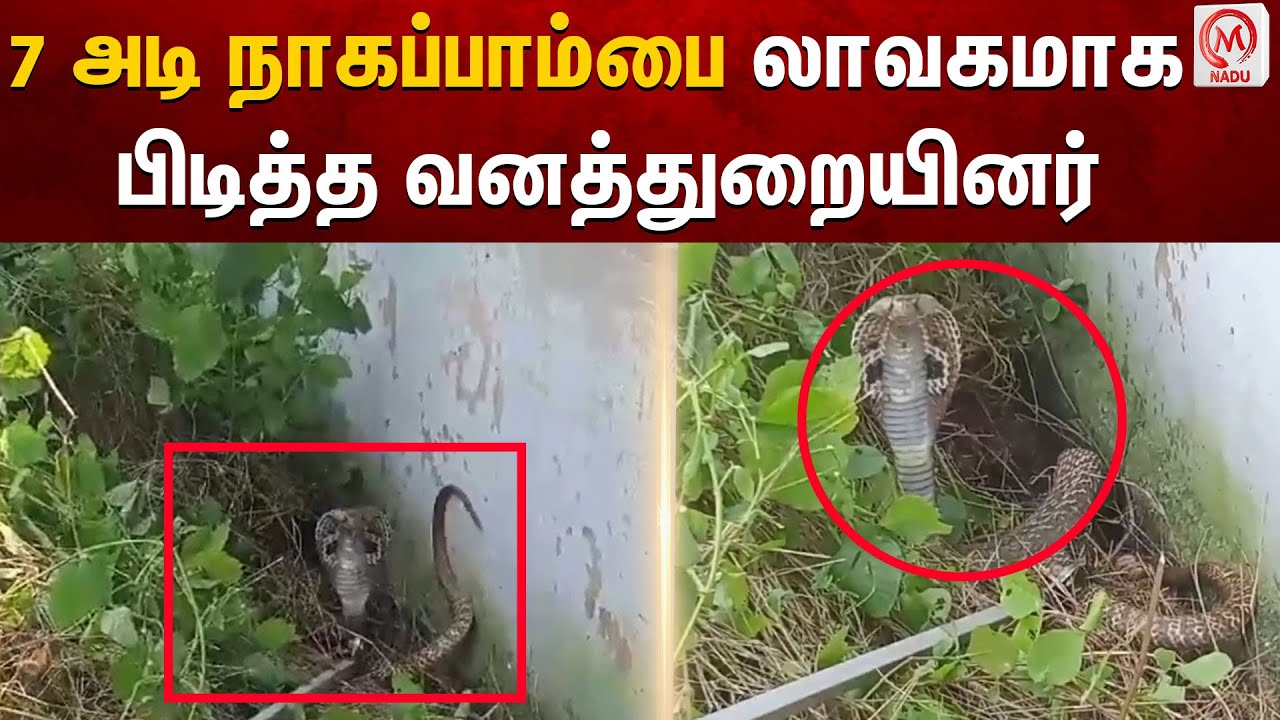 7 அடி நாகப்பாம்பை லாவகமாக பிடித்த வனத்துறையினர் | Vellore | Cobra | Snake - YouTube