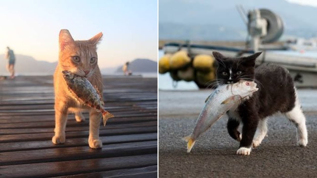 Cats Catching Fish Video Compilation Part 2 | Pets Theater - YouTube