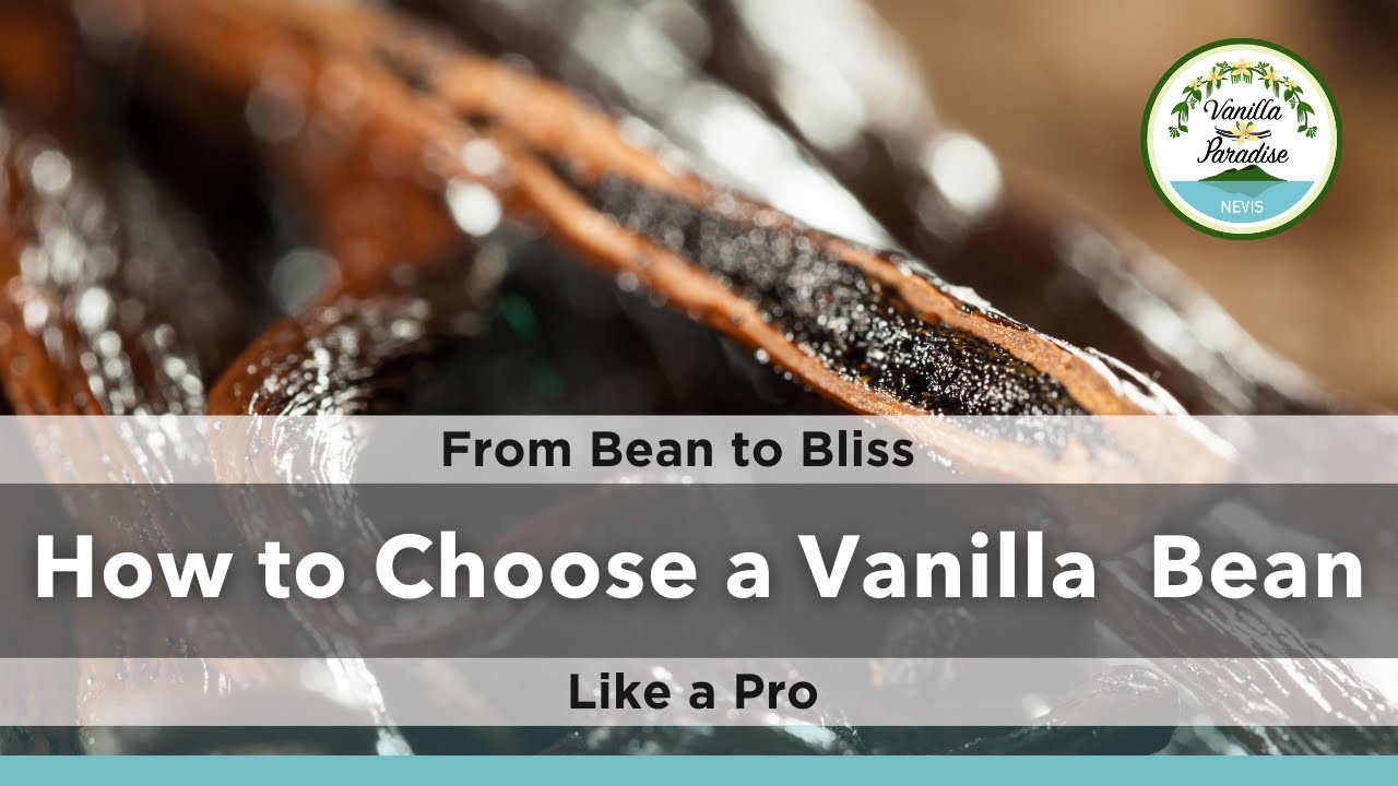 Vanilla Paradise Nevis - How to choose a good Vanilla Bean - YouTube