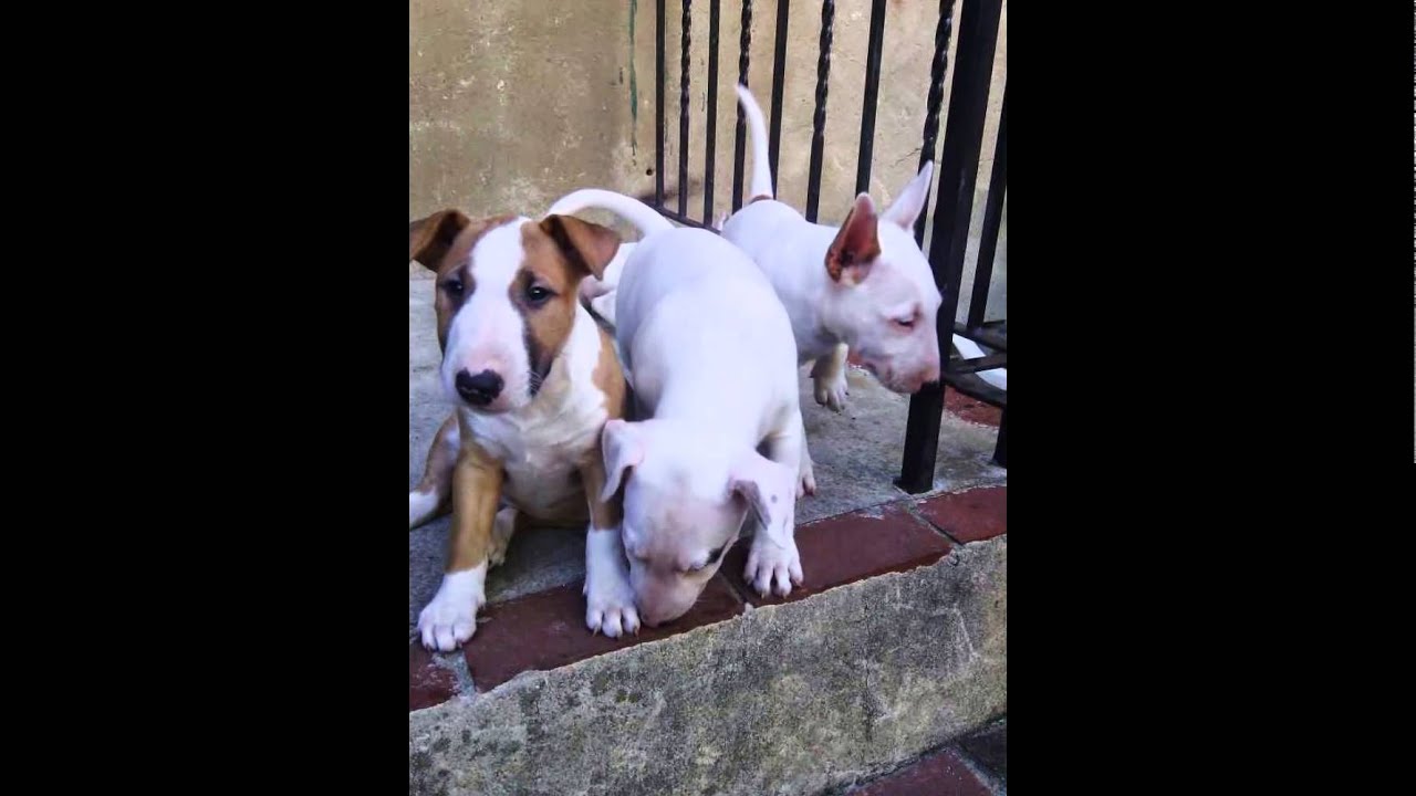 miniature bull terrier puppies for adoption Text 828-564-1557. - YouTube