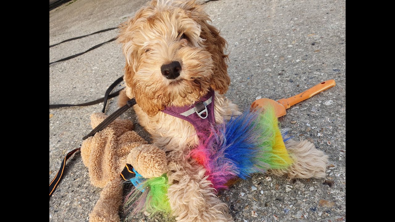 Bonnie the 4 month old Cockapoo - 3 Weeks Residential Dog Training ...