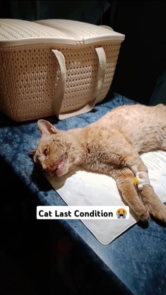 Cat last stage 😭 #subscribe #cat #rescuedcat - YouTube