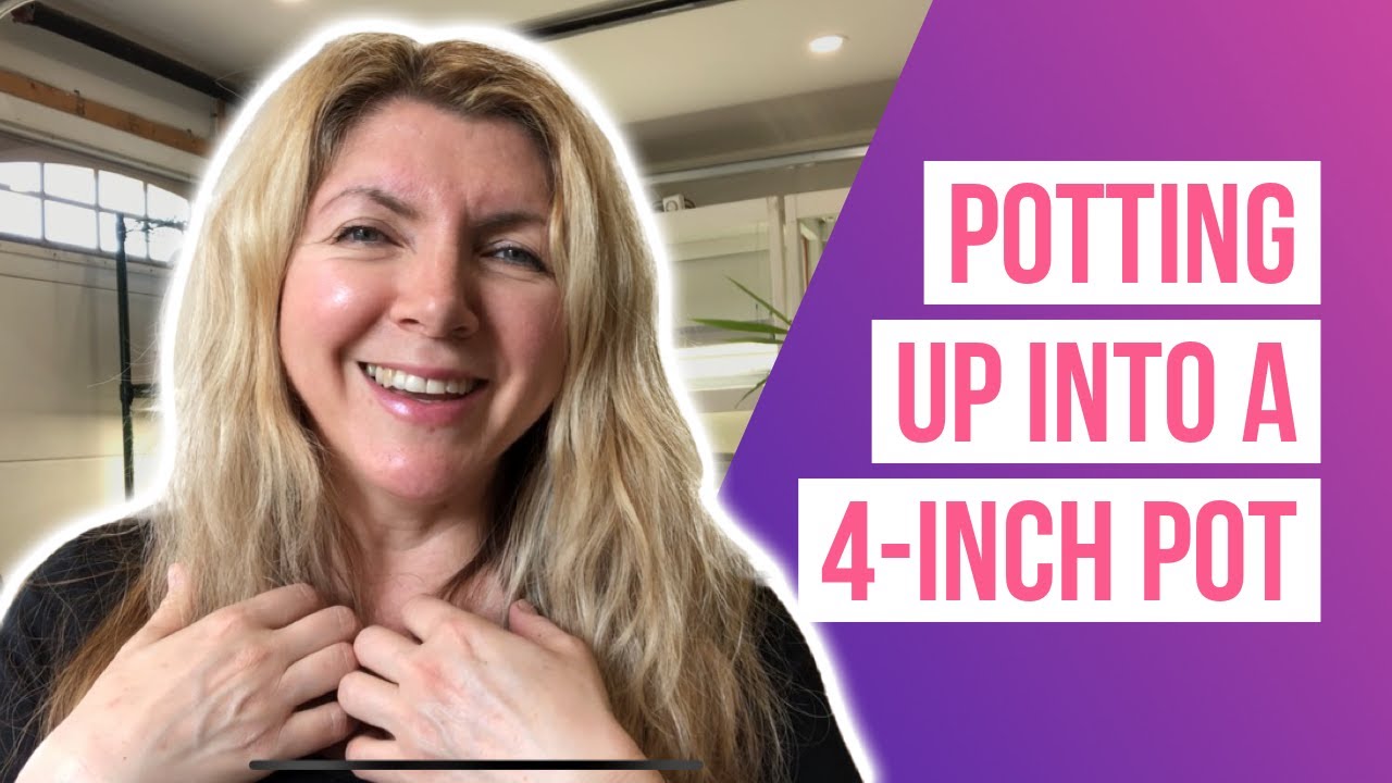 Potting up into a 4 inch Pot - YouTube