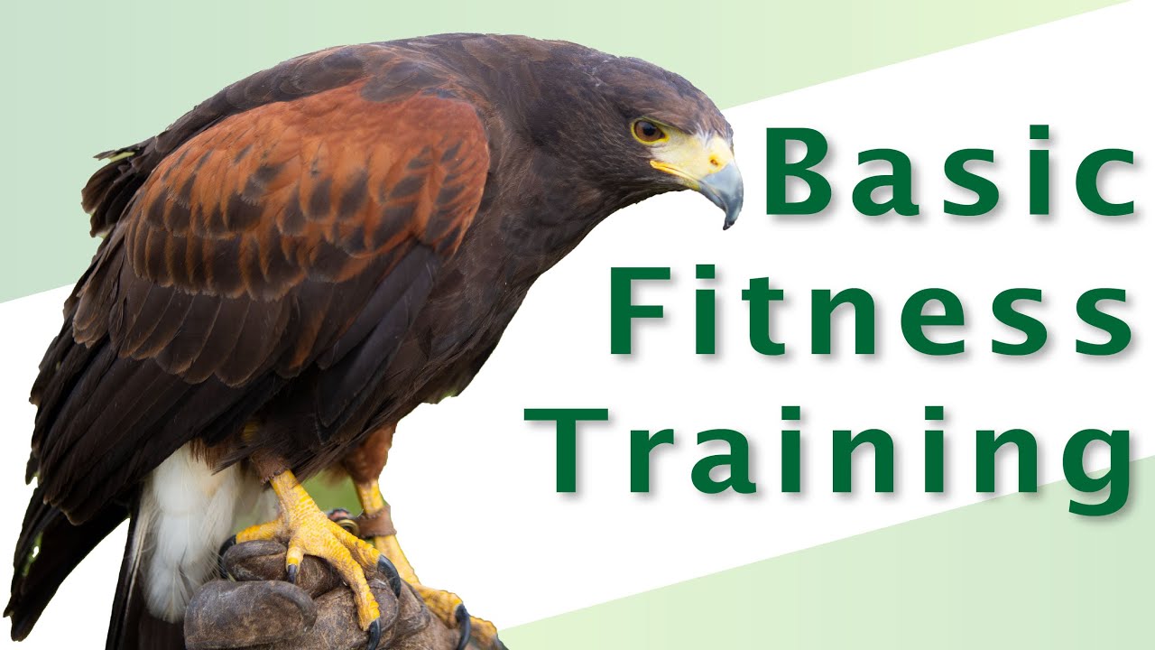 Basic Fitness Training for Your Hawk - YouTube