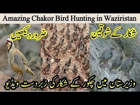Chakor Hunting In Pakistan | Chakor Trapping video - YouTube