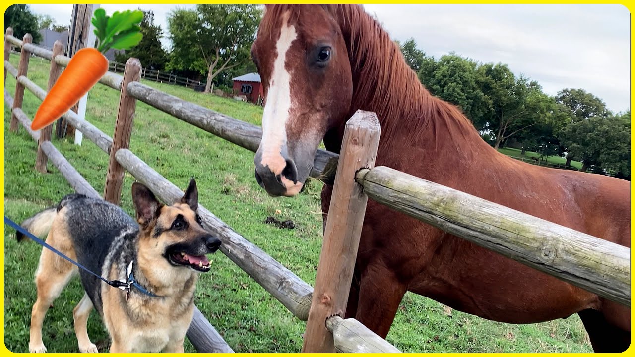 German Shepherd and Horse become Friends - YouTube