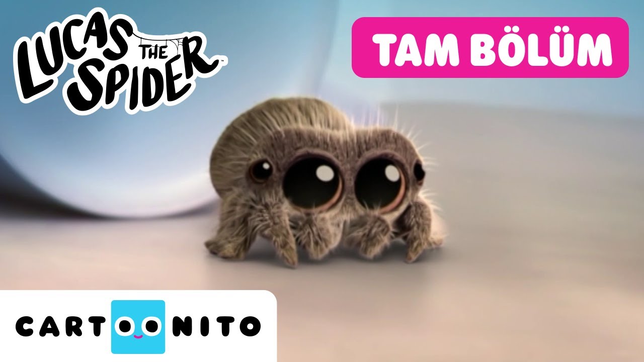 ÖRÜMCEK LUCAS | Yalnız Lucas | TAM BÖLÜM | @@CartoonitoTurkiye - YouTube
