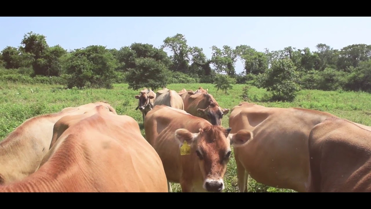 Local Farm Spotlight - Sweet & Salty Farm - Little Compton, Rhode ...