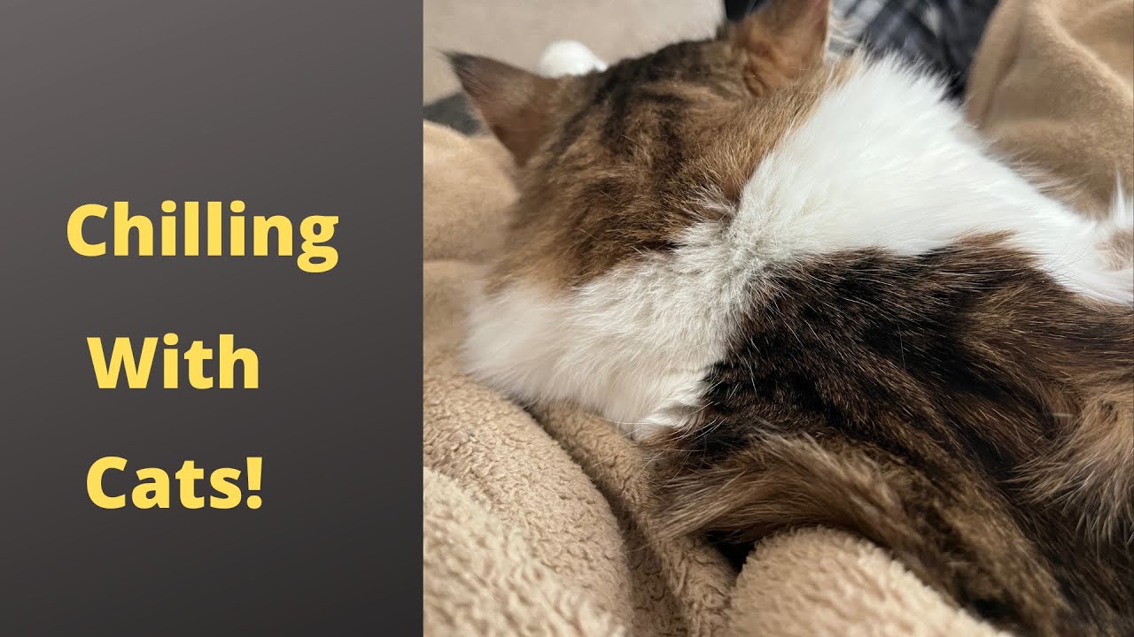 Chilling with Cats Vlog #7 #cute #cat #relaxing #funny #mentalhealth # ...