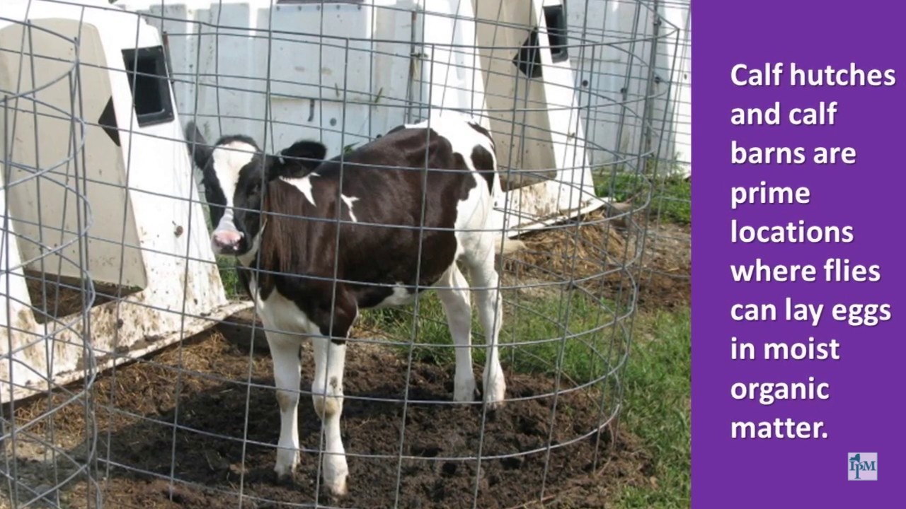 Stable Flies (Stomoxys calcitrans) on Cattle - YouTube