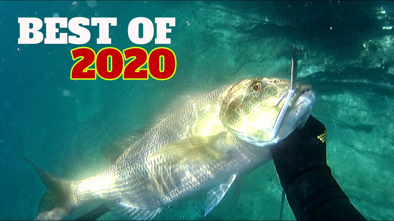 SPEARFISHING BEST OF 2020 👑 ~ Compilation of Spearfishing ...