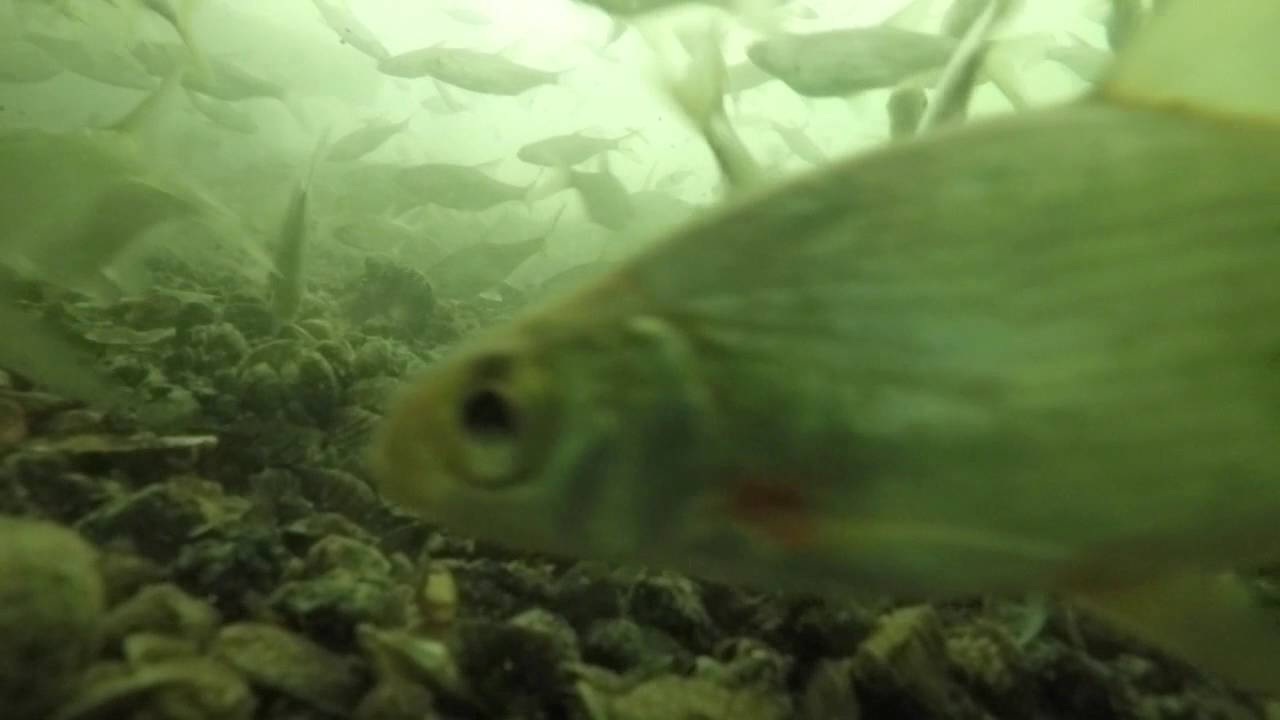Underwater feeder fishing - YouTube