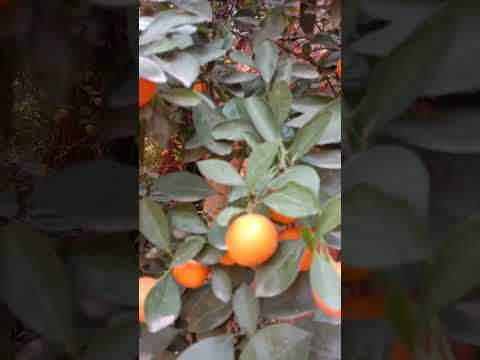 jamiri fruit full of vitamin C/ good source prakriti or hum #youtube # ...