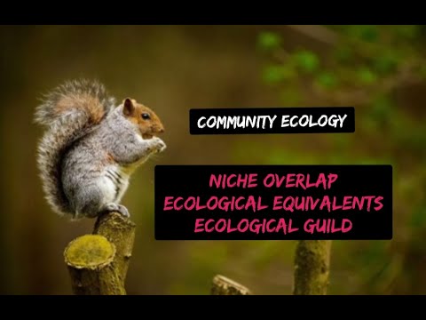 niche overlap | Ecological Equivalents | guild | Ecological Guild ...