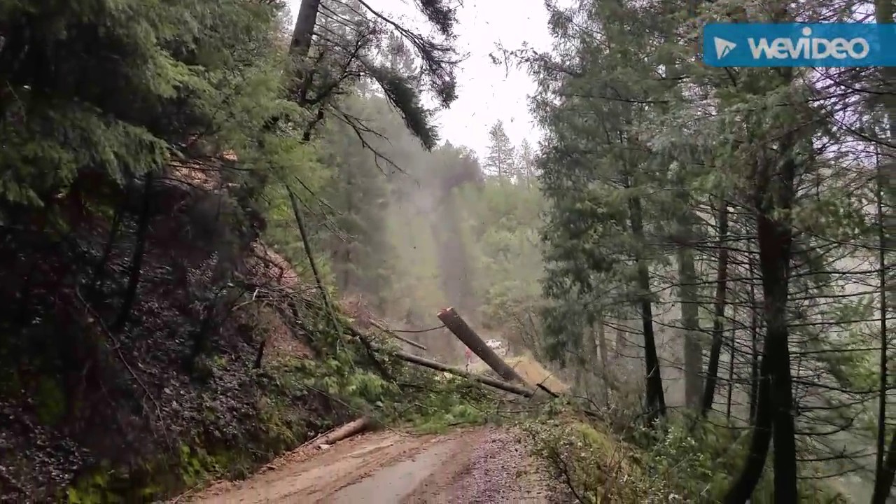 Disappearing Trees - YouTube