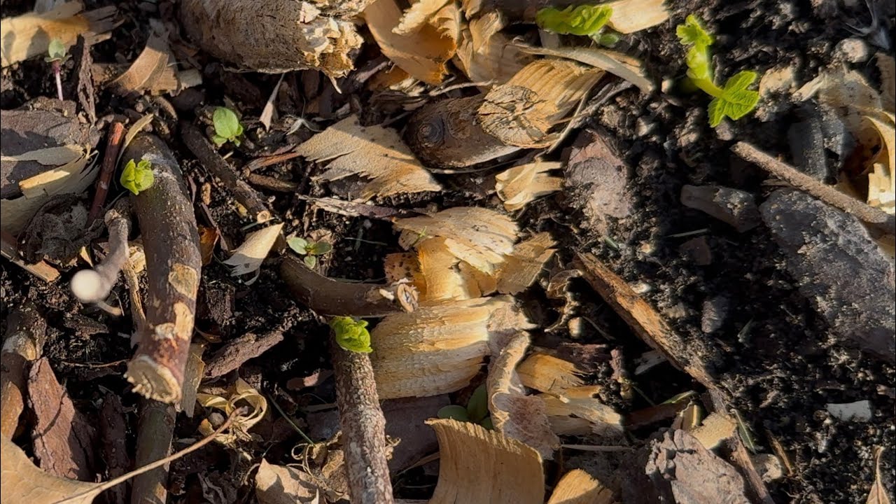 Fig Trees IN GROUND in Zone 5B/6A? Yes! 🥳 - YouTube