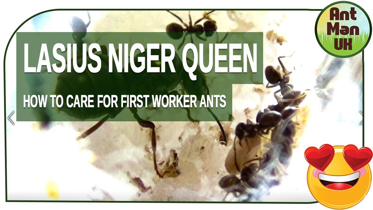 Lasius Niger Ants - How to Care for your First Worker Ants - YouTube