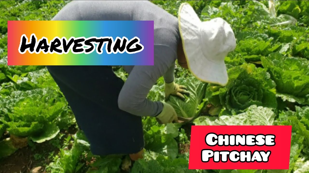 Life in the Country Side | Harvesting Chinese Pitchay |Philippines ...