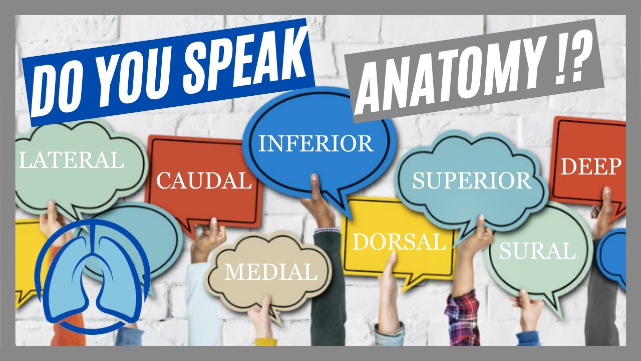 Anatomical Position & Directional Terminology - YouTube