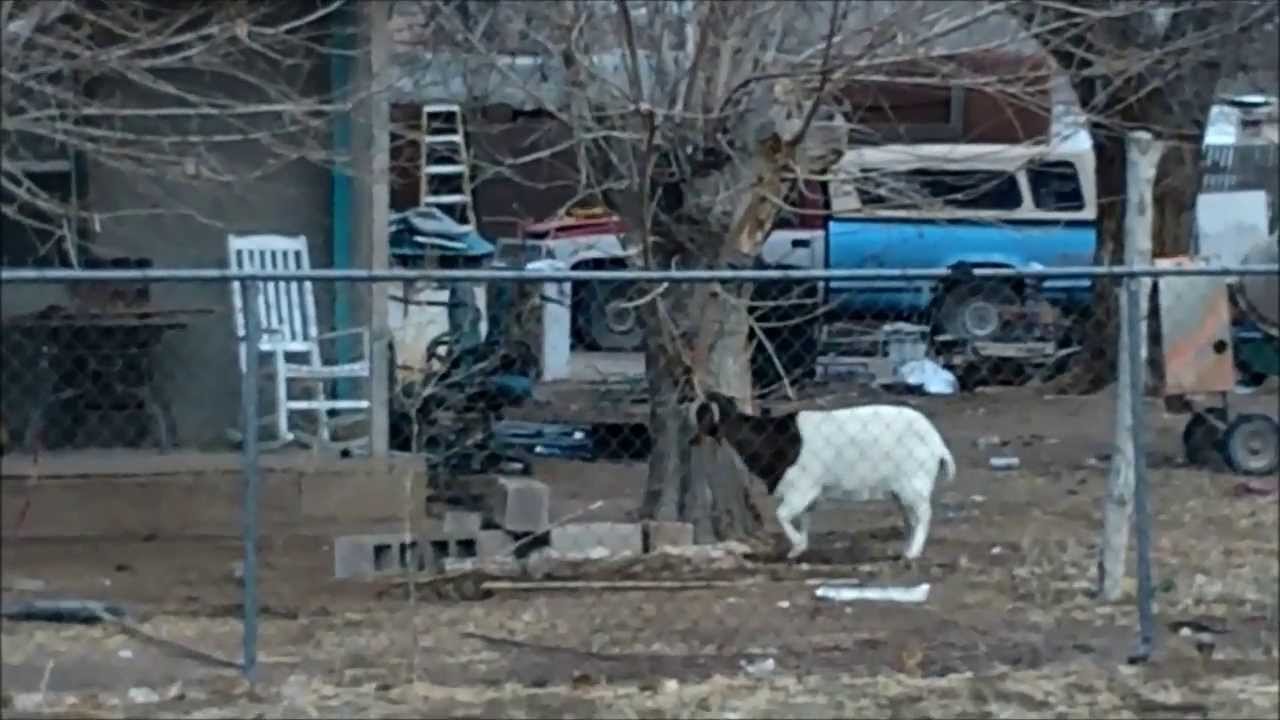 The Tap Dancing Goat, For 66 Hellride - YouTube