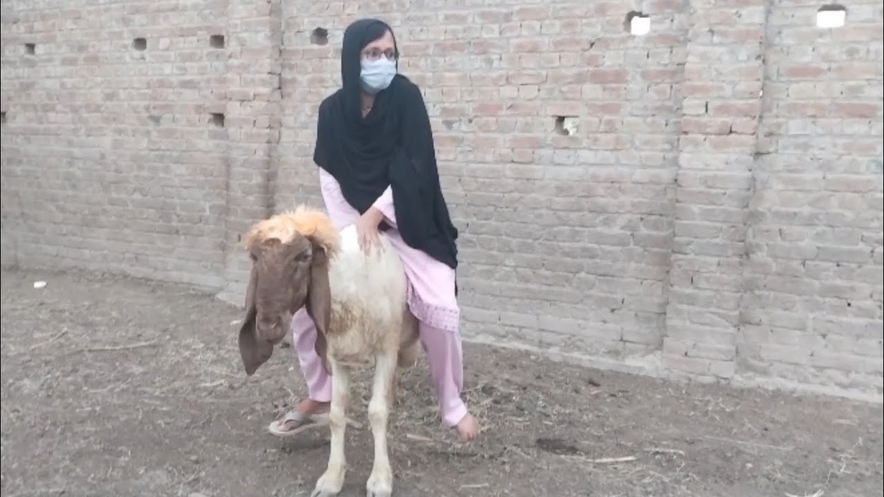 Sheep Riding Full Weight Part iii ll Esi Sheep Riding Jo Ksi Na Na Ke ...