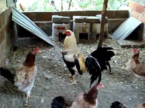 gallos la chiquita - YouTube