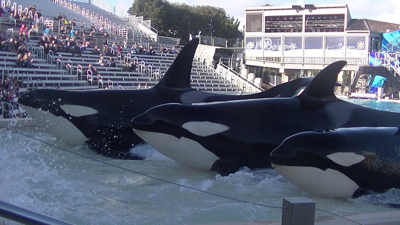 KW Up Close Kasatka Family - Dec 11 2015 - SeaWorld San Diego - YouTube