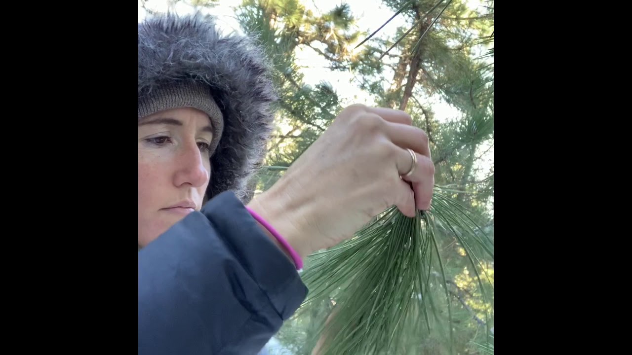 Making Winter Pine Needle Tea - YouTube
