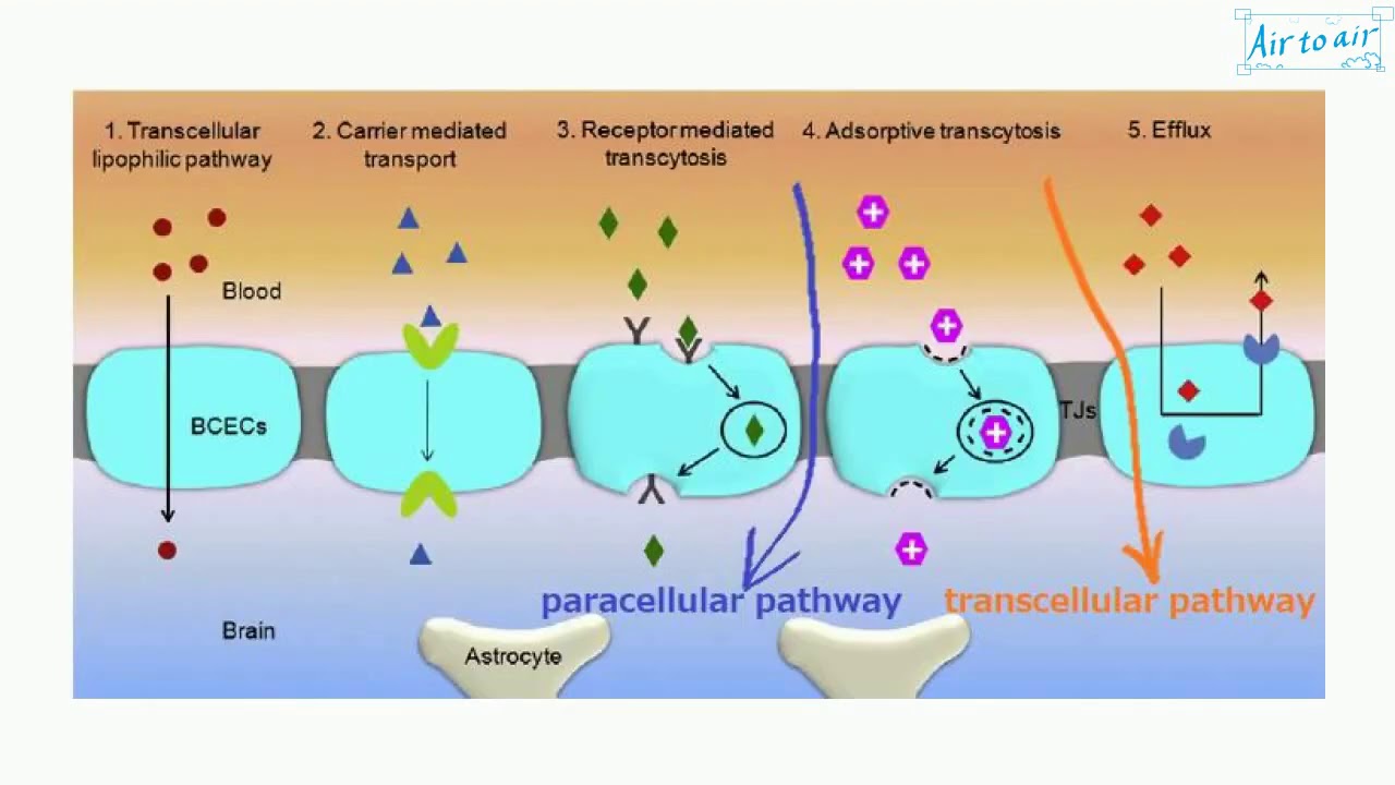paracellular pathway - YouTube